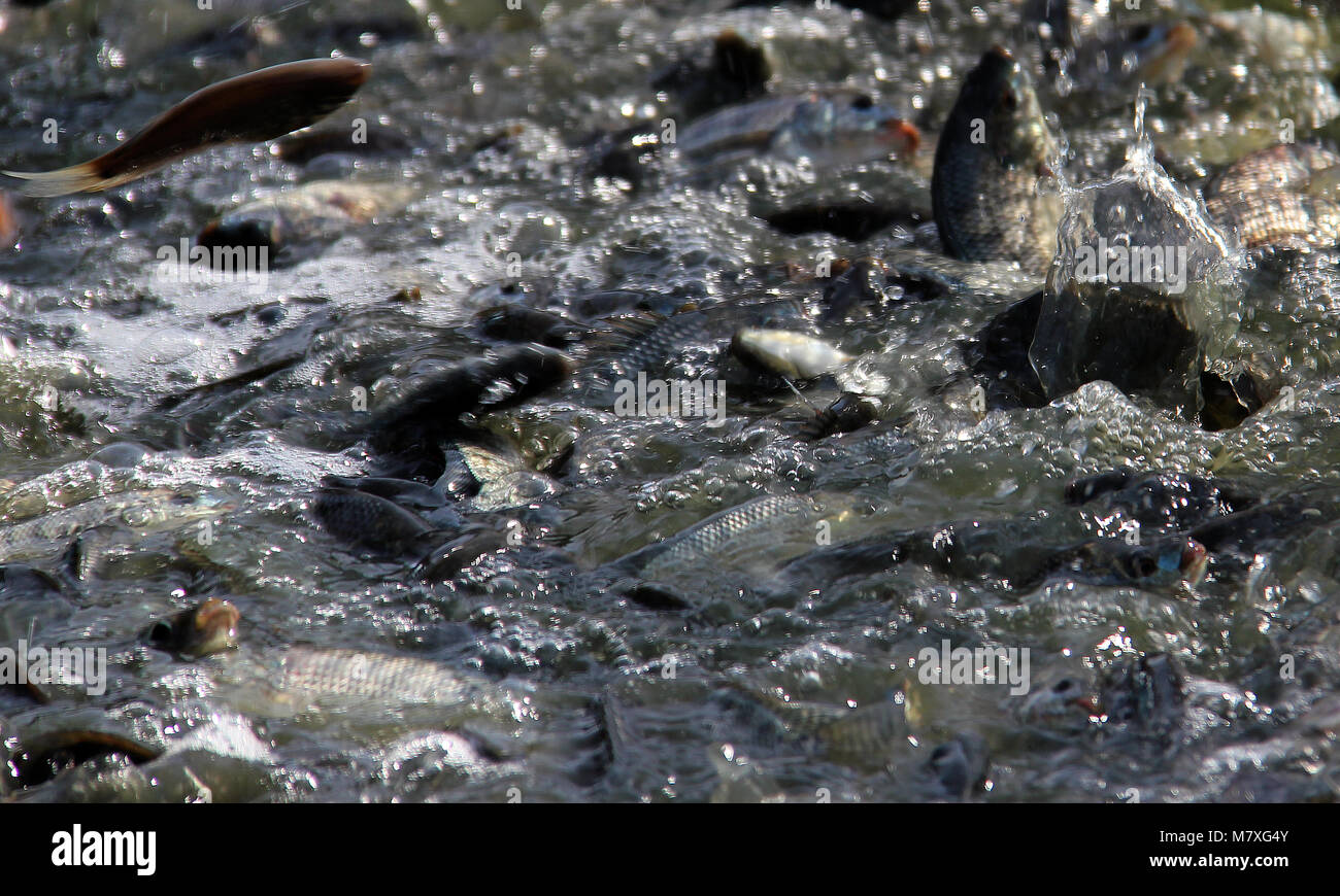 Tilapia fish -Fotos und -Bildmaterial in hoher Auflösung – Alamy