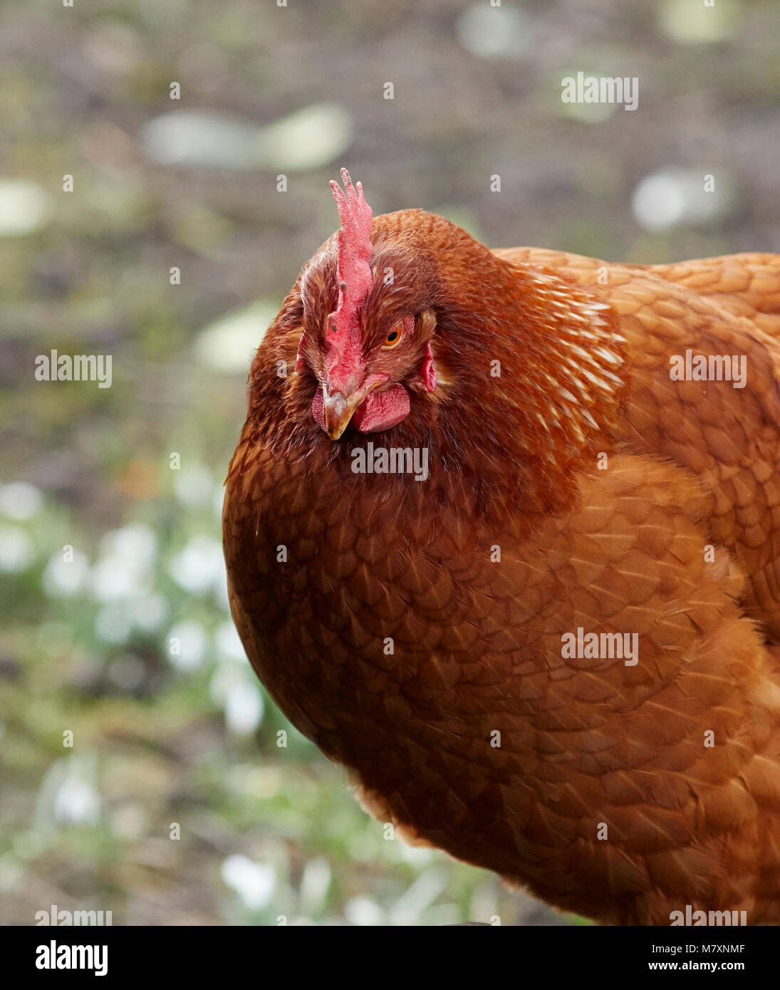 Huhn auf der suche nach nahrung -Fotos und -Bildmaterial in hoher ...