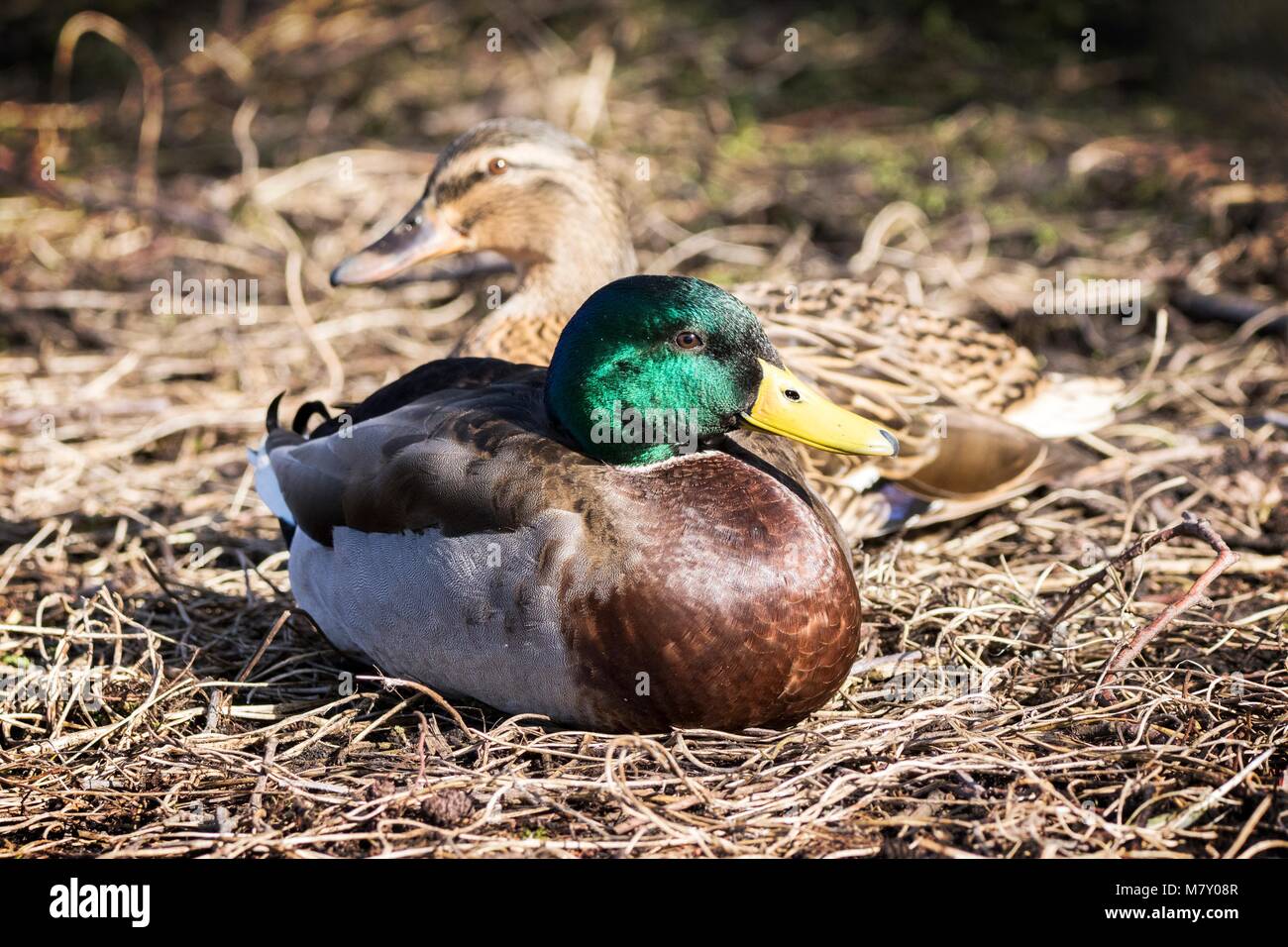 Mallard duck nest -Fotos und -Bildmaterial in hoher Auflösung – Alamy