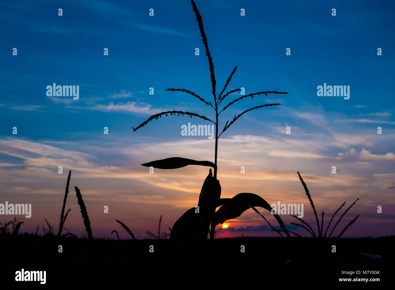 Silueta de maiz -Fotos und -Bildmaterial in hoher Auflösung – Alamy