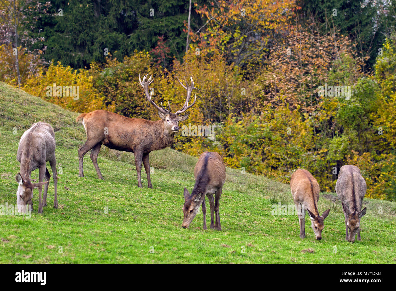 Hirsch und herde -Fotos und -Bildmaterial in hoher Auflösung – Alamy
