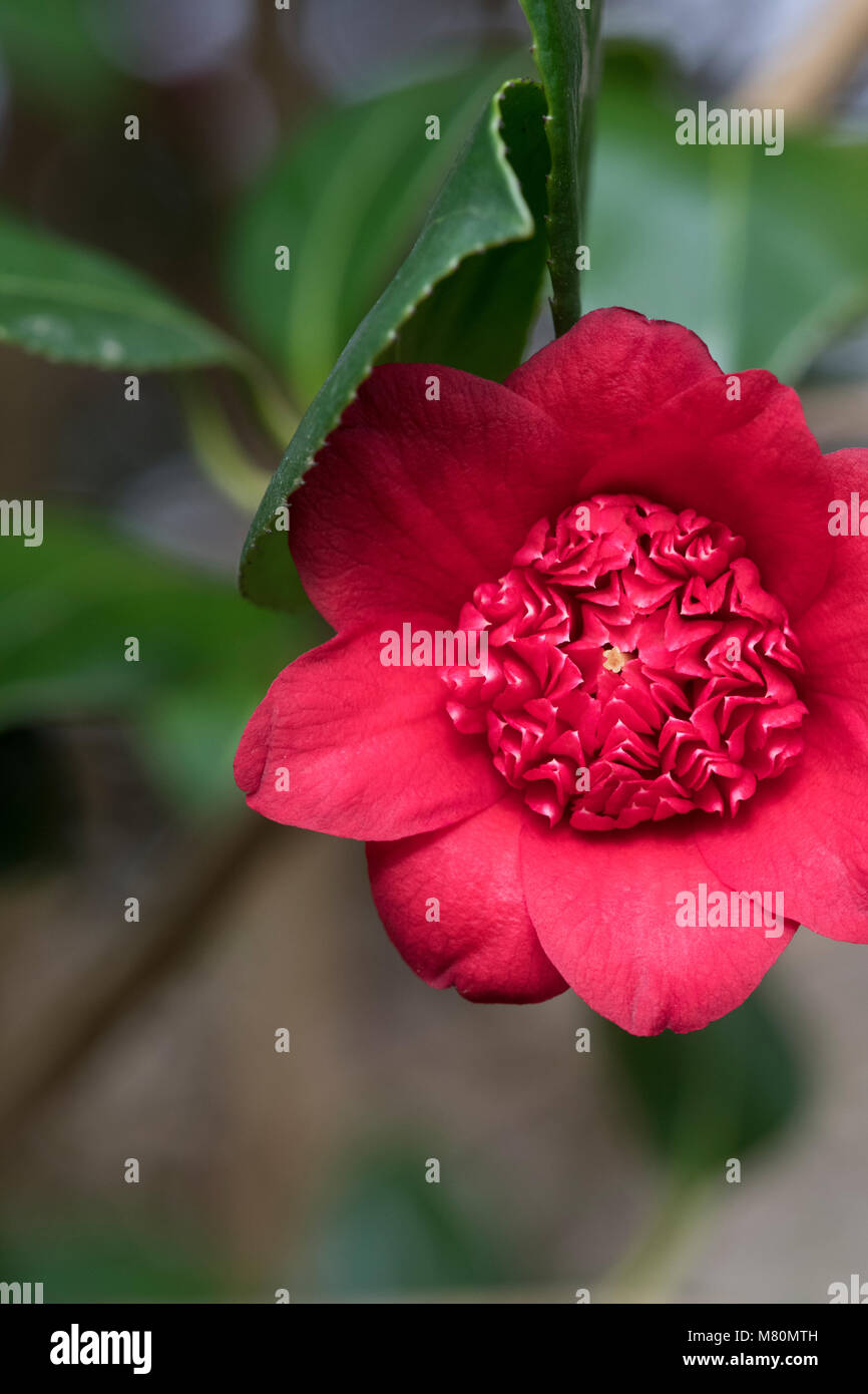 Kamelie bobs tinsie -Fotos und -Bildmaterial in hoher Auflösung – Alamy