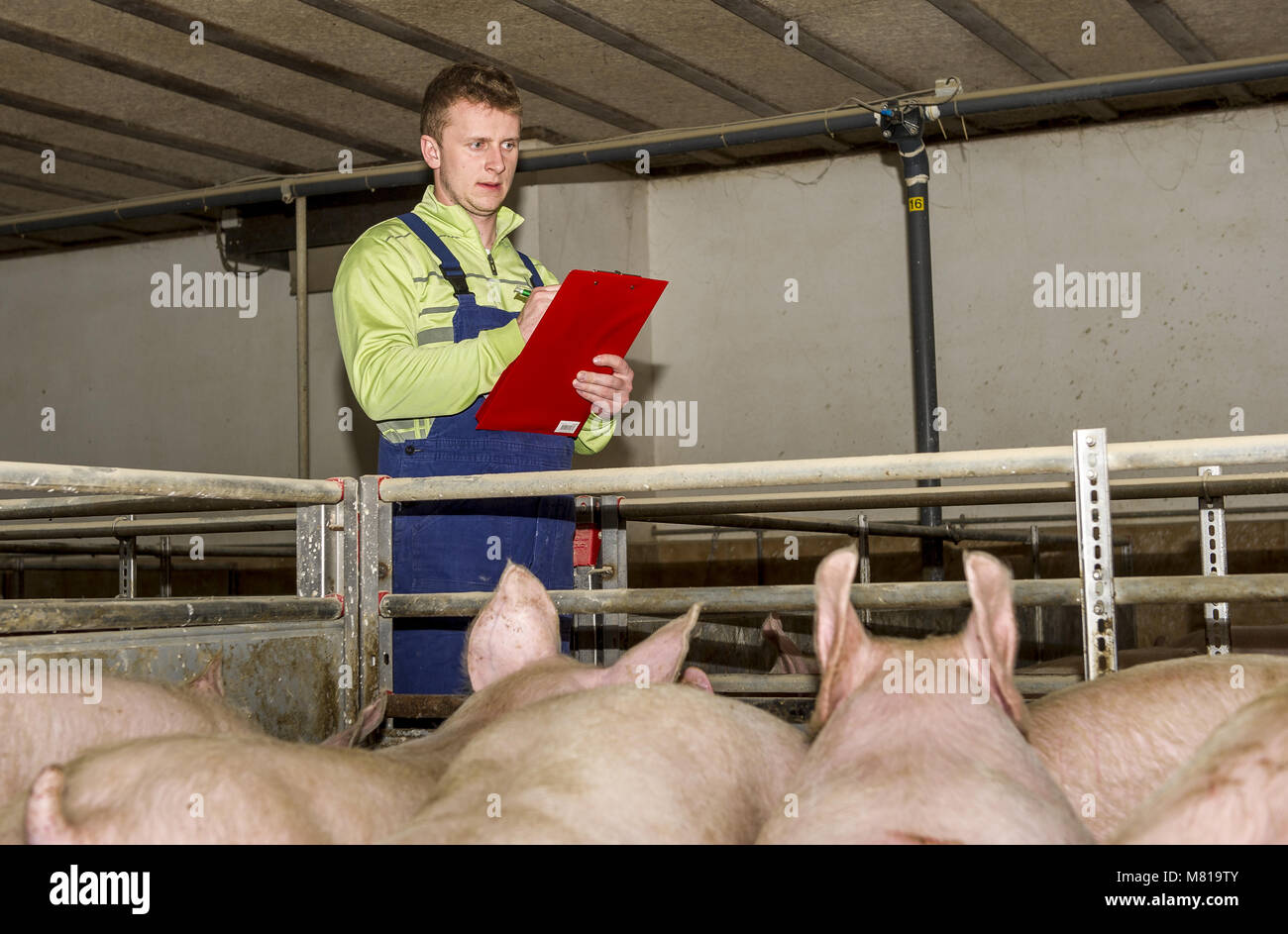 Pig fatteing house -Fotos und -Bildmaterial in hoher Auflösung – Alamy