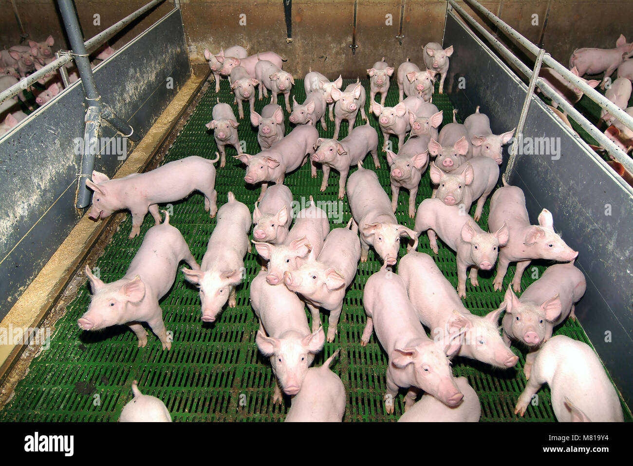 Pig fatteing house -Fotos und -Bildmaterial in hoher Auflösung – Alamy