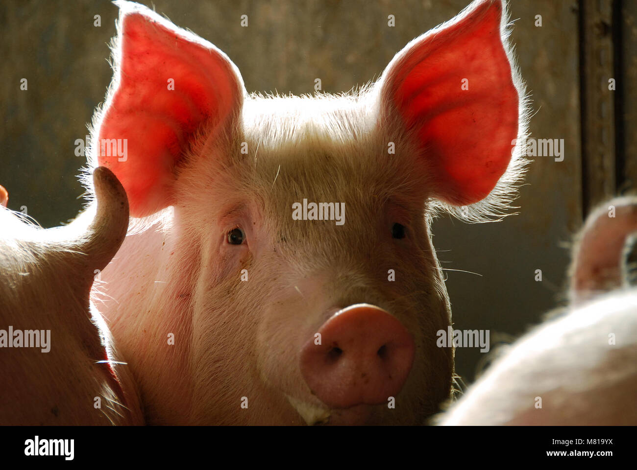 Pig fatteing house -Fotos und -Bildmaterial in hoher Auflösung – Alamy
