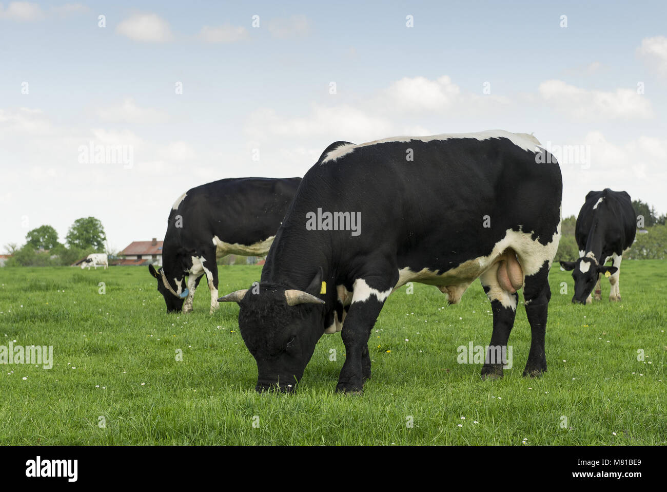 Holstein Friesian Bull Stockfotos und -bilder Kaufen - Alamy