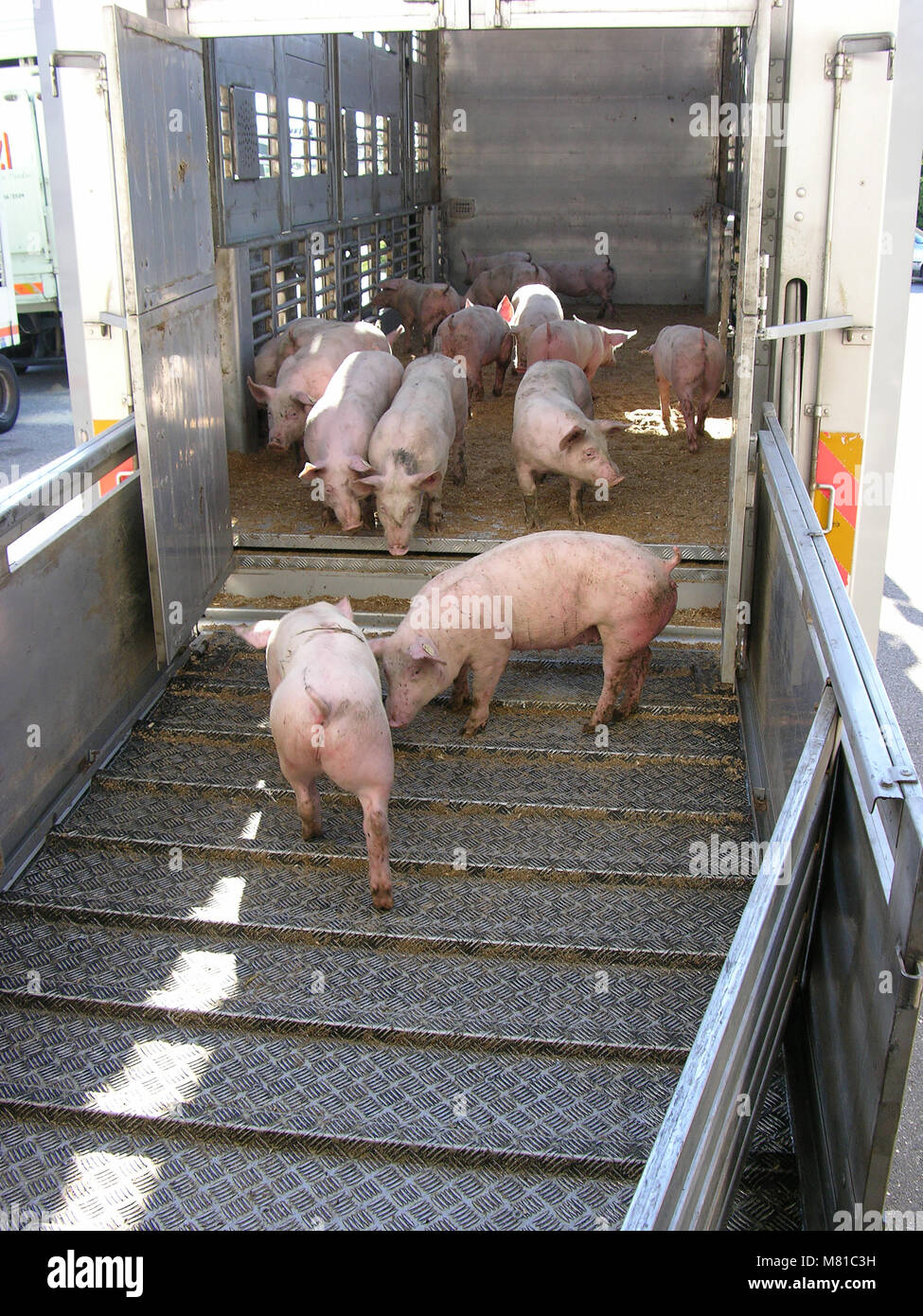 Ferkel laden -Fotos und -Bildmaterial in hoher Auflösung – Alamy