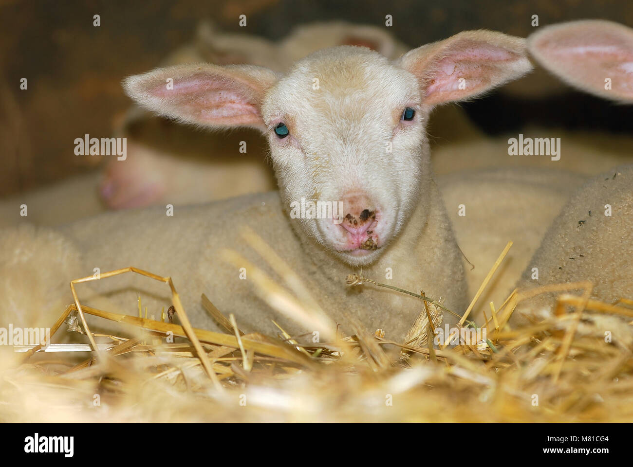 Milk sheep -Fotos und -Bildmaterial in hoher Auflösung – Alamy