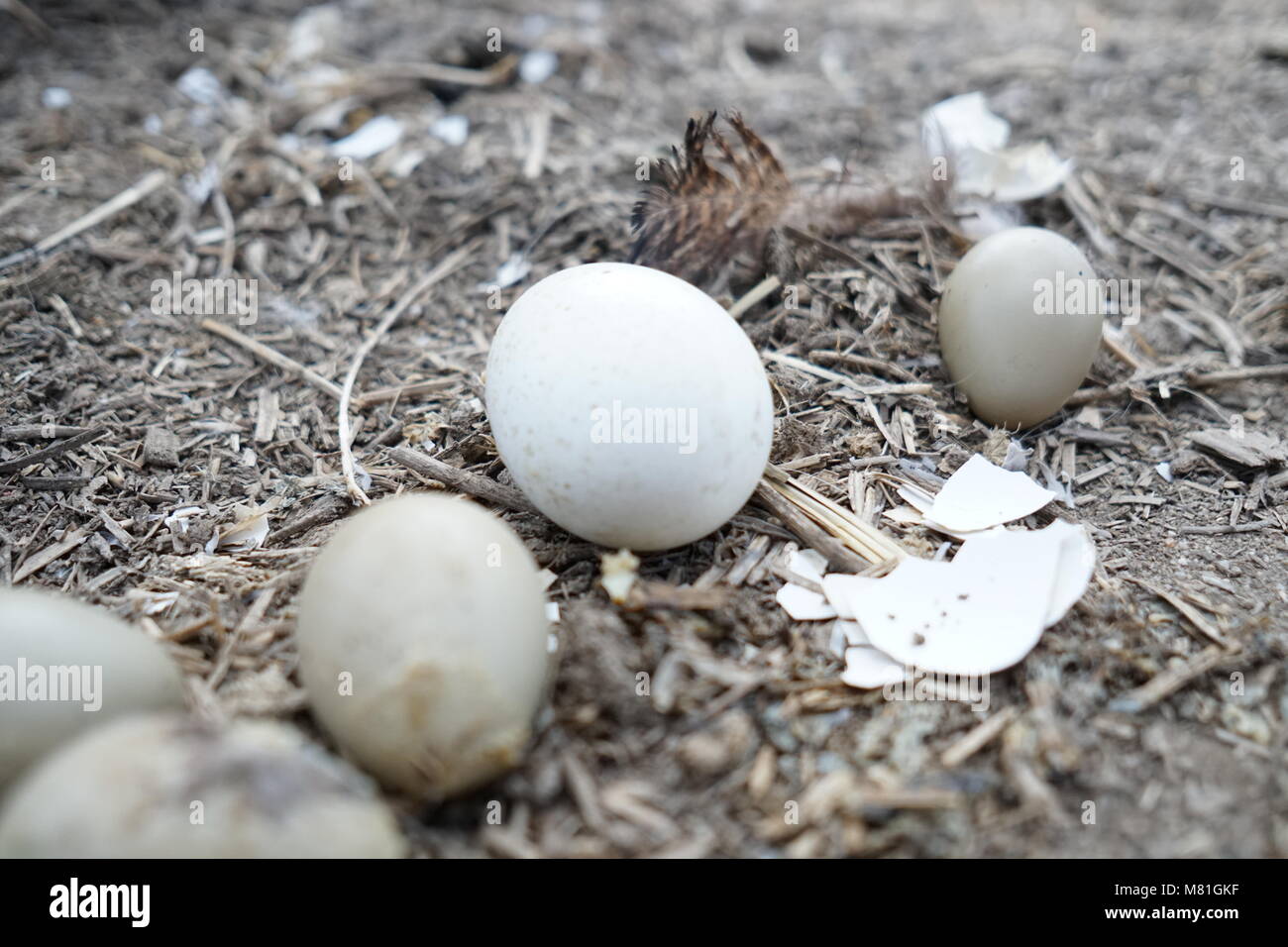 Vogeleier sammlung -Fotos und -Bildmaterial in hoher Auflösung – Alamy