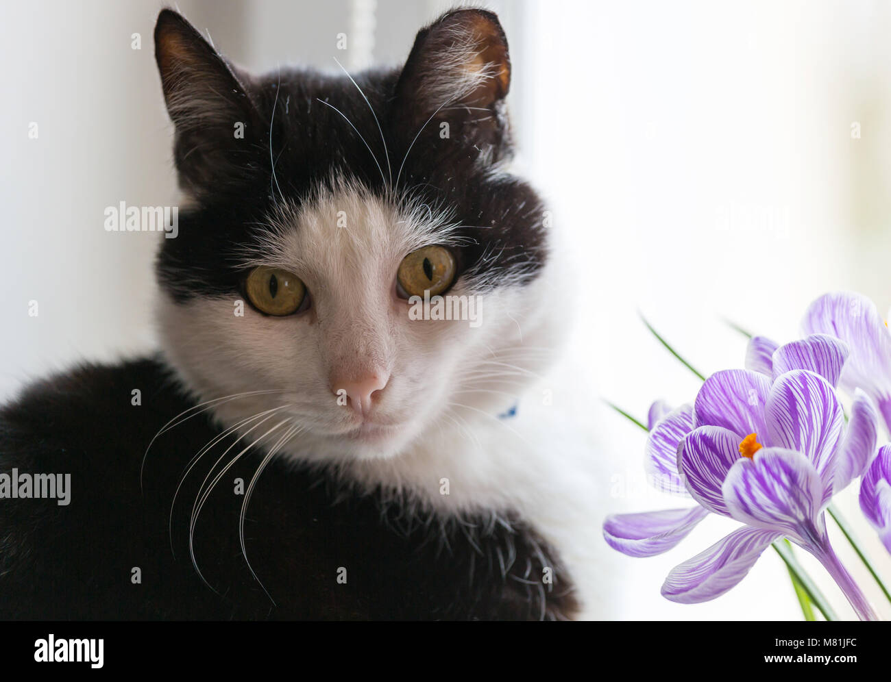 Katze blumen riechen -Fotos und -Bildmaterial in hoher Auflösung – Alamy