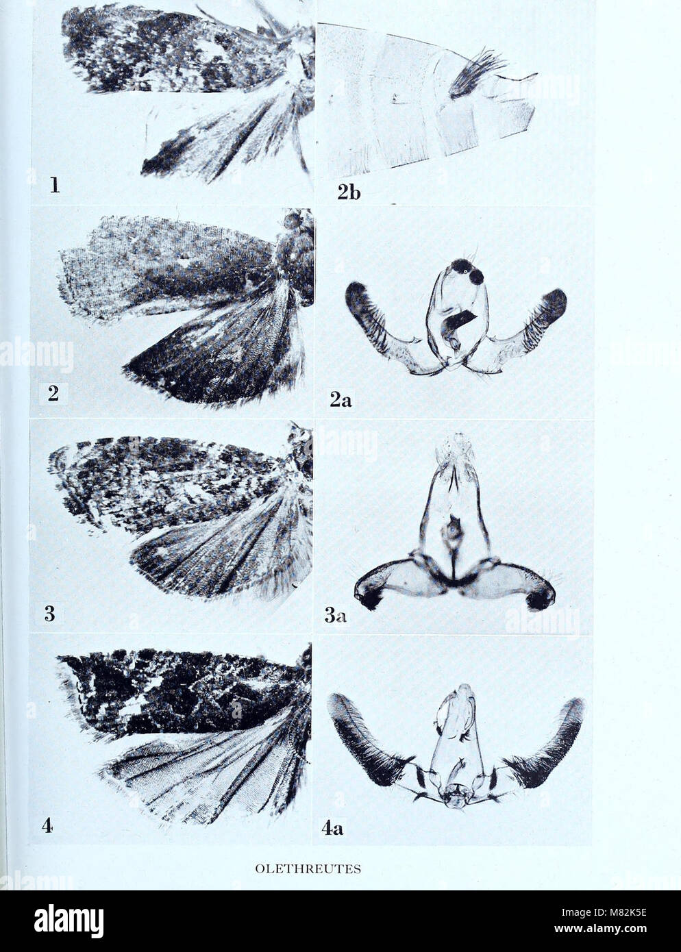 Katalog der Arten Exemplare von microlepidoptera im British Museum ...