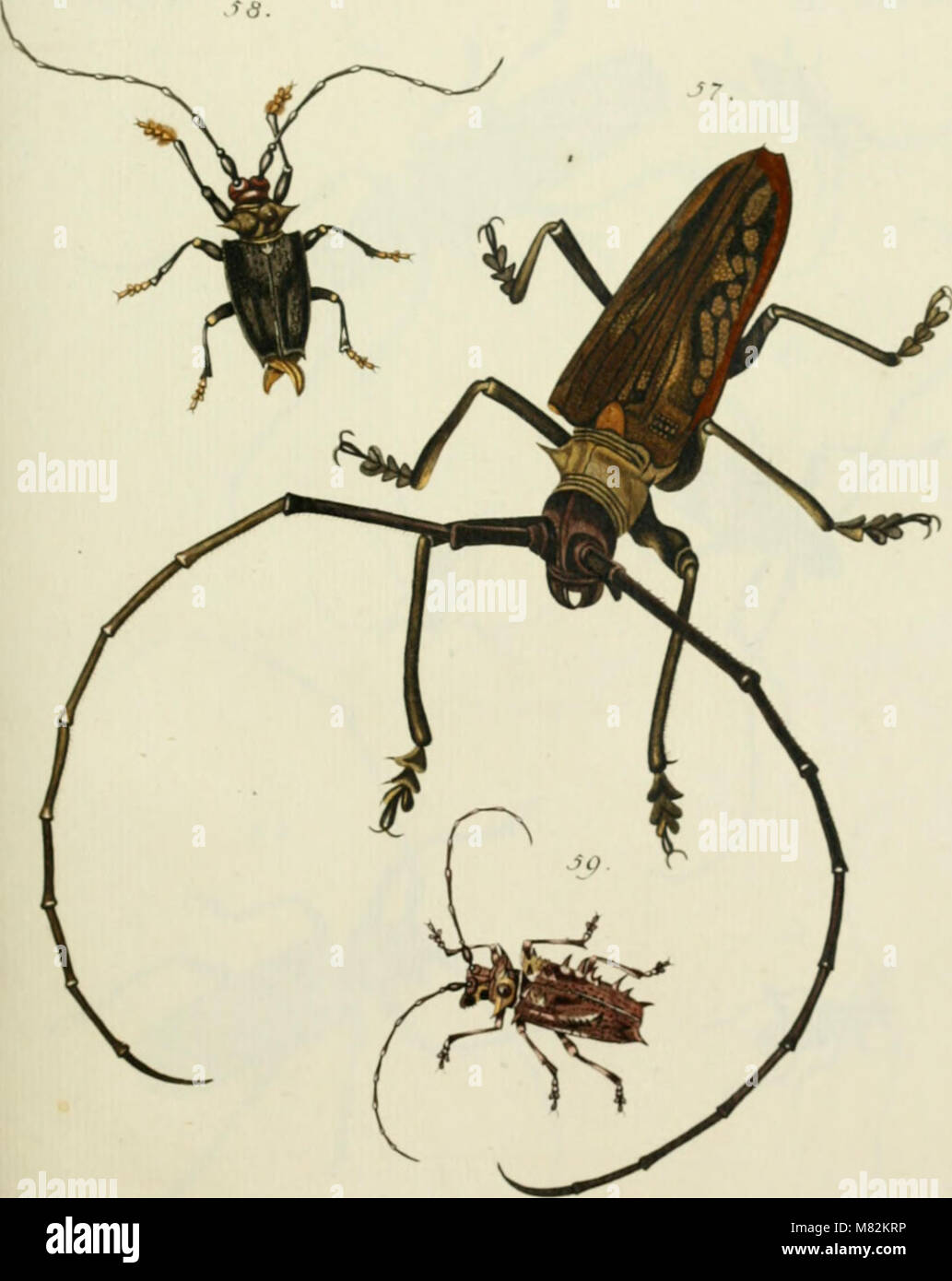 Systematicus coleopterorum Catalogus. Katalog systematique des ...