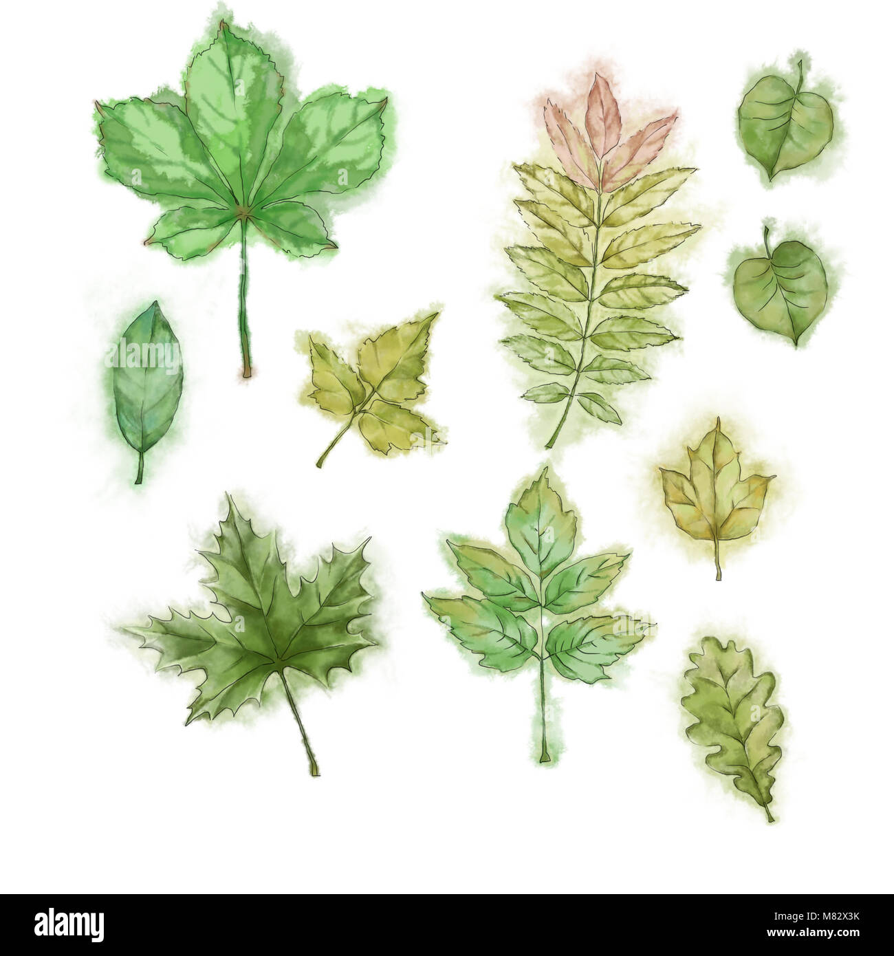 Grüne Blätter Aquarell gemalt. Freehand gemalten Baum Blätter. Auf Weiß ...