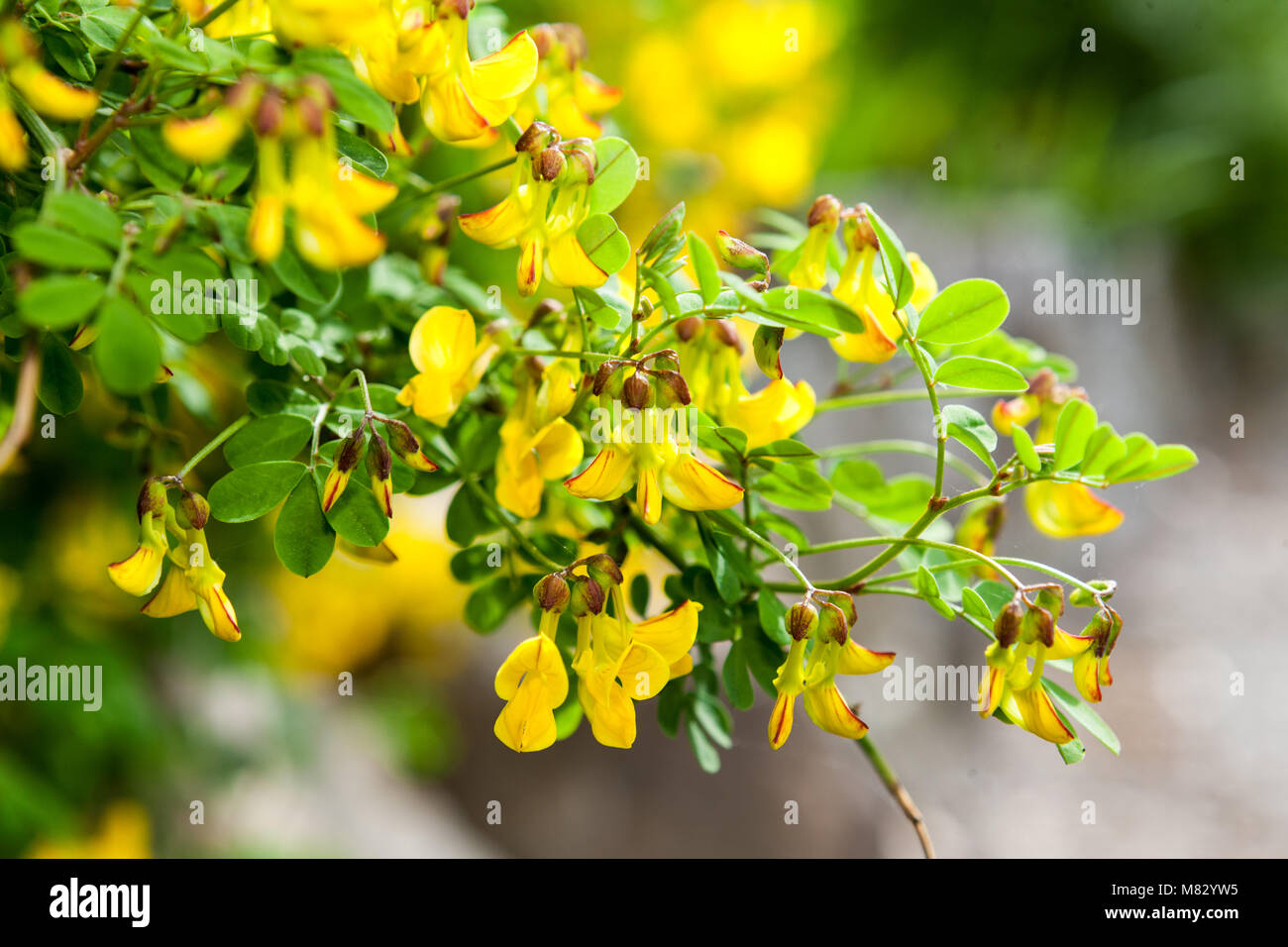 Hippocrepis Emerus Stockfotos und -bilder Kaufen - Alamy