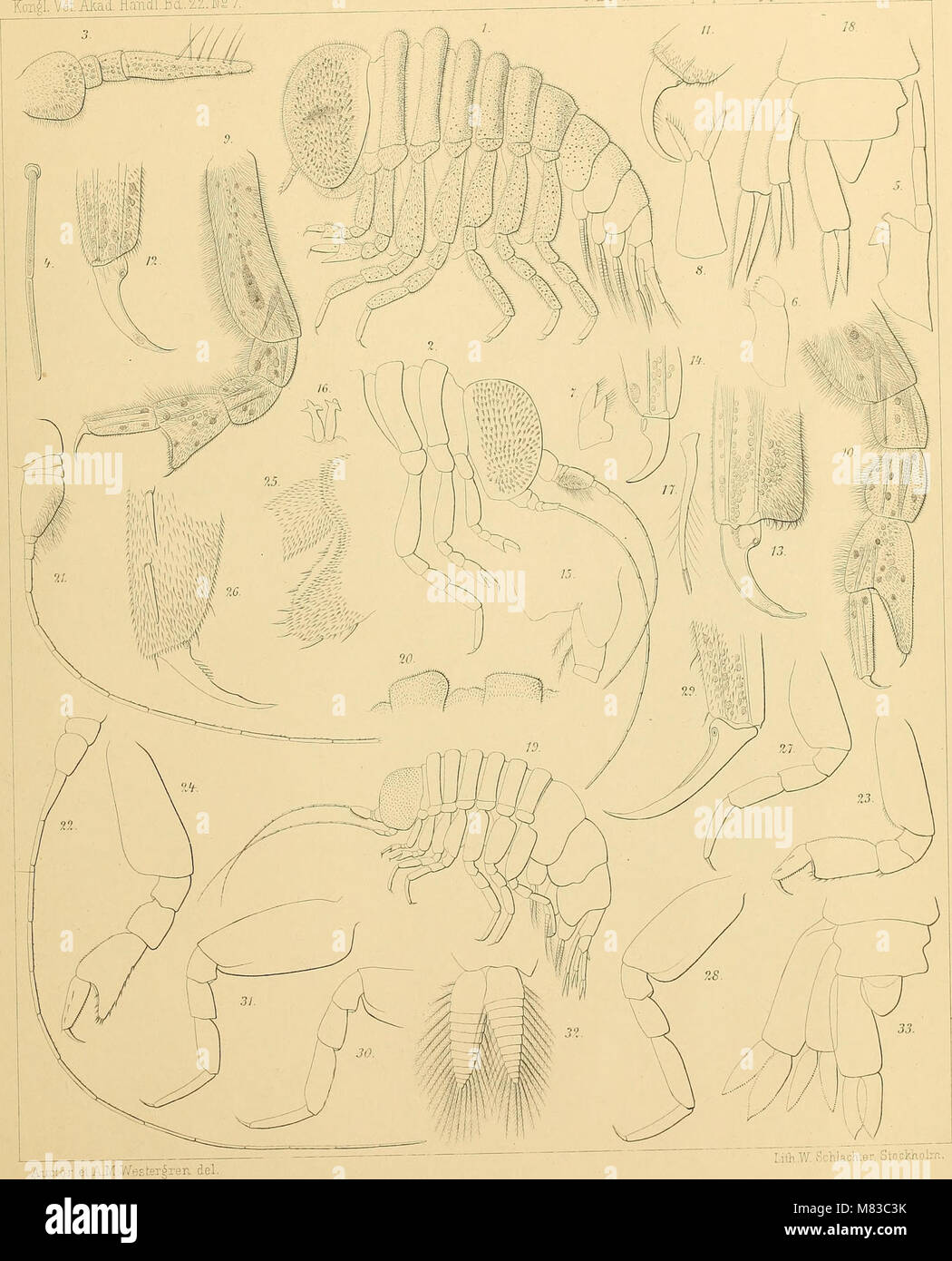 Diese Monografie (1887) beschreibt die Amphipoda Hyperiidea, eine ...