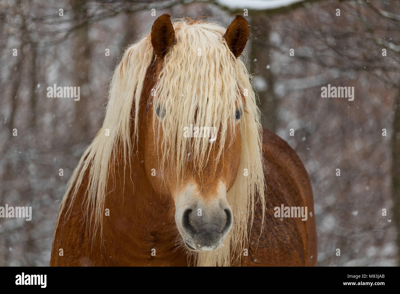 Schönes Pferd capture unter Schnee! Besuchen Sie mein Profil sehen zu ...