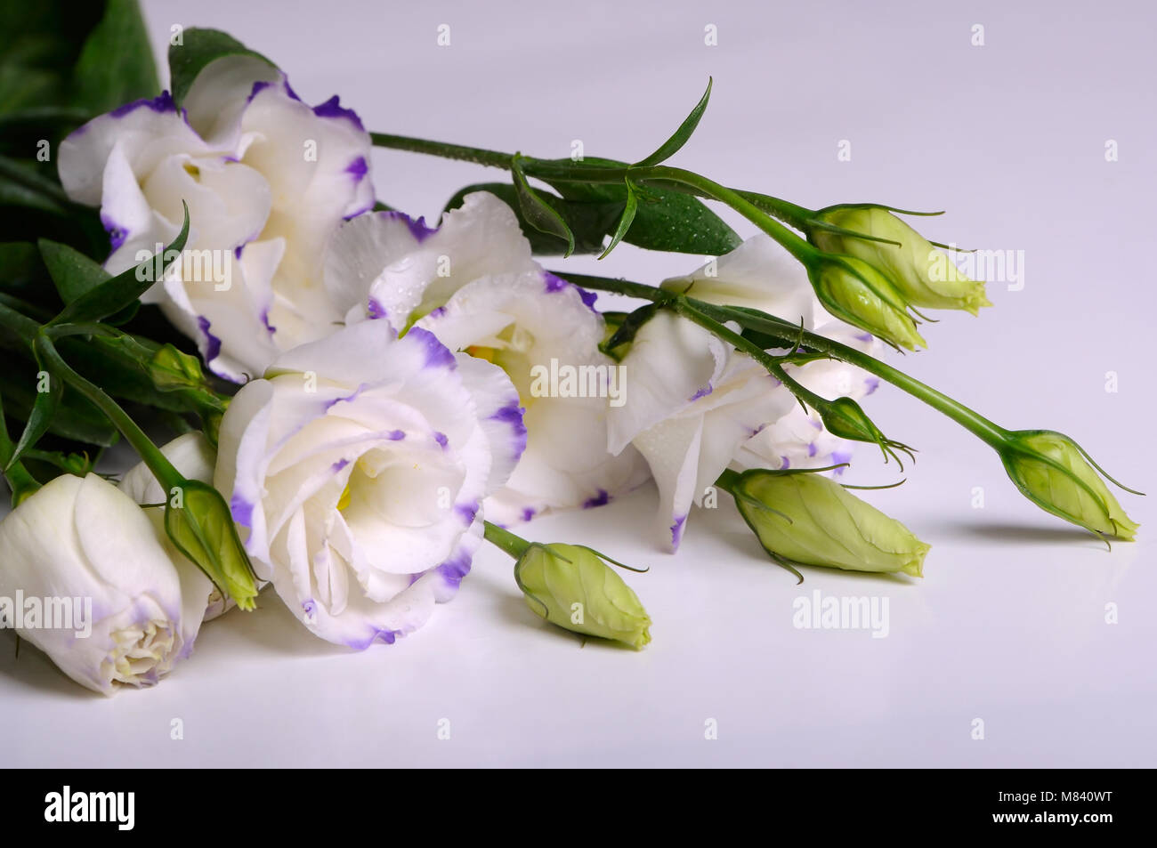 Eustoma lila -Fotos und -Bildmaterial in hoher Auflösung – Alamy