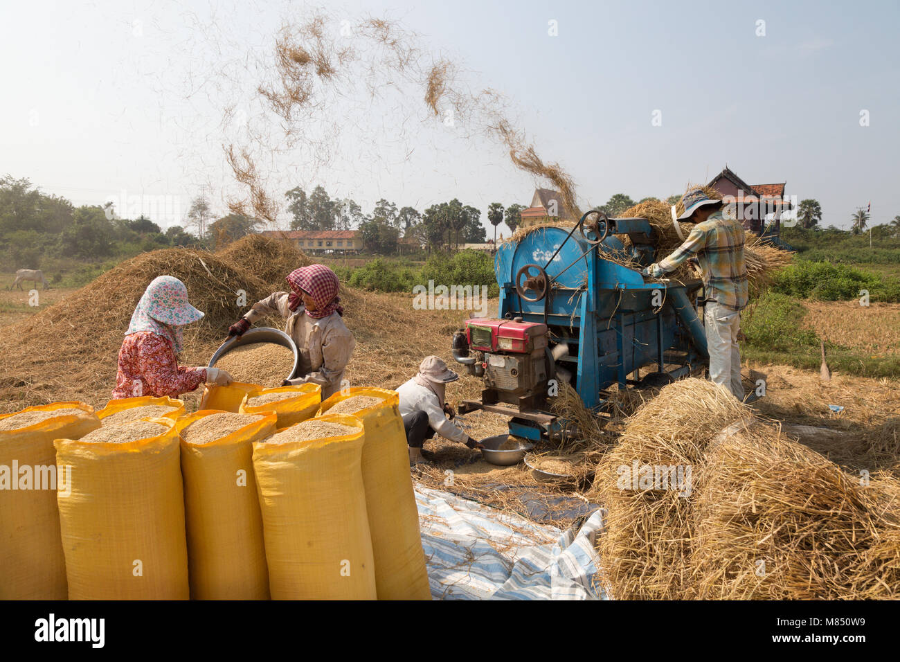 Dreschende bauern Stockfotos und -bilder Kaufen - Alamy
