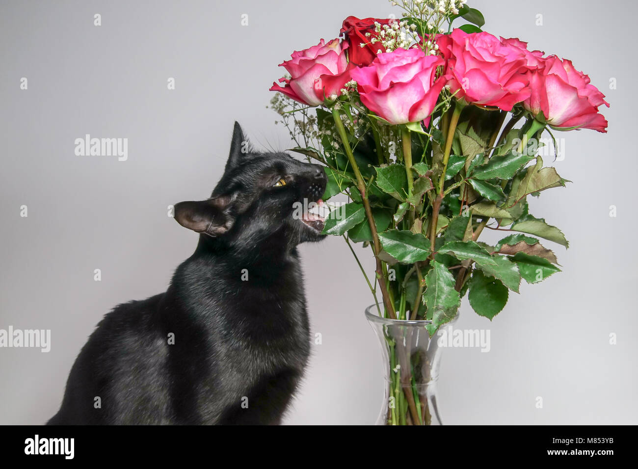 Katze blumen -Fotos und -Bildmaterial in hoher Auflösung – Alamy