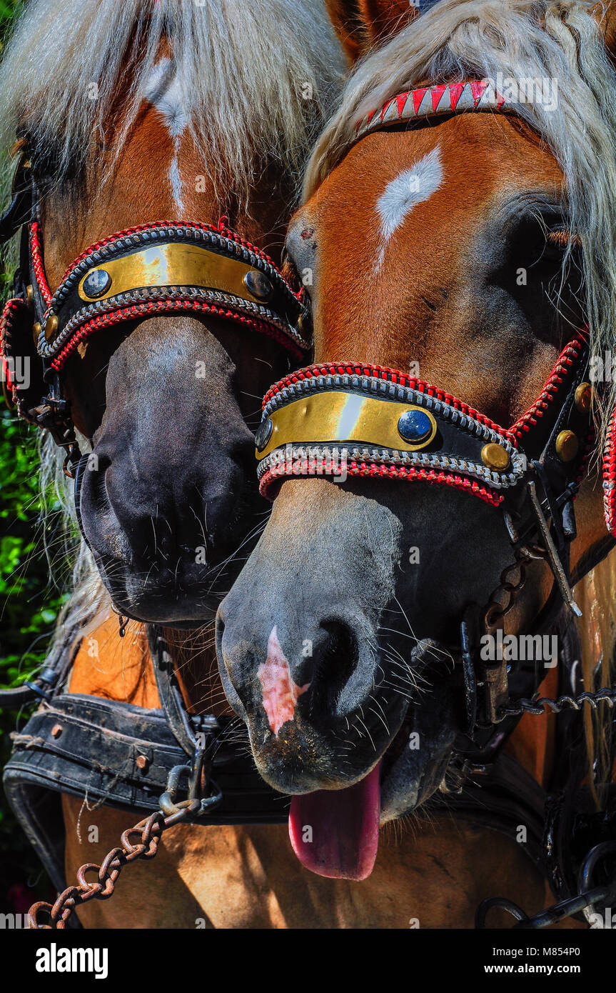 Haflinger Pferde in St. Wolfgang Stockfotografie - Alamy
