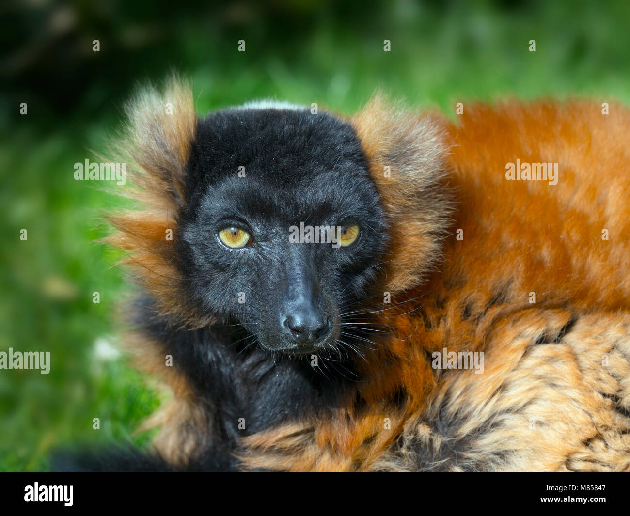 Gattung varecia -Fotos und -Bildmaterial in hoher Auflösung – Alamy