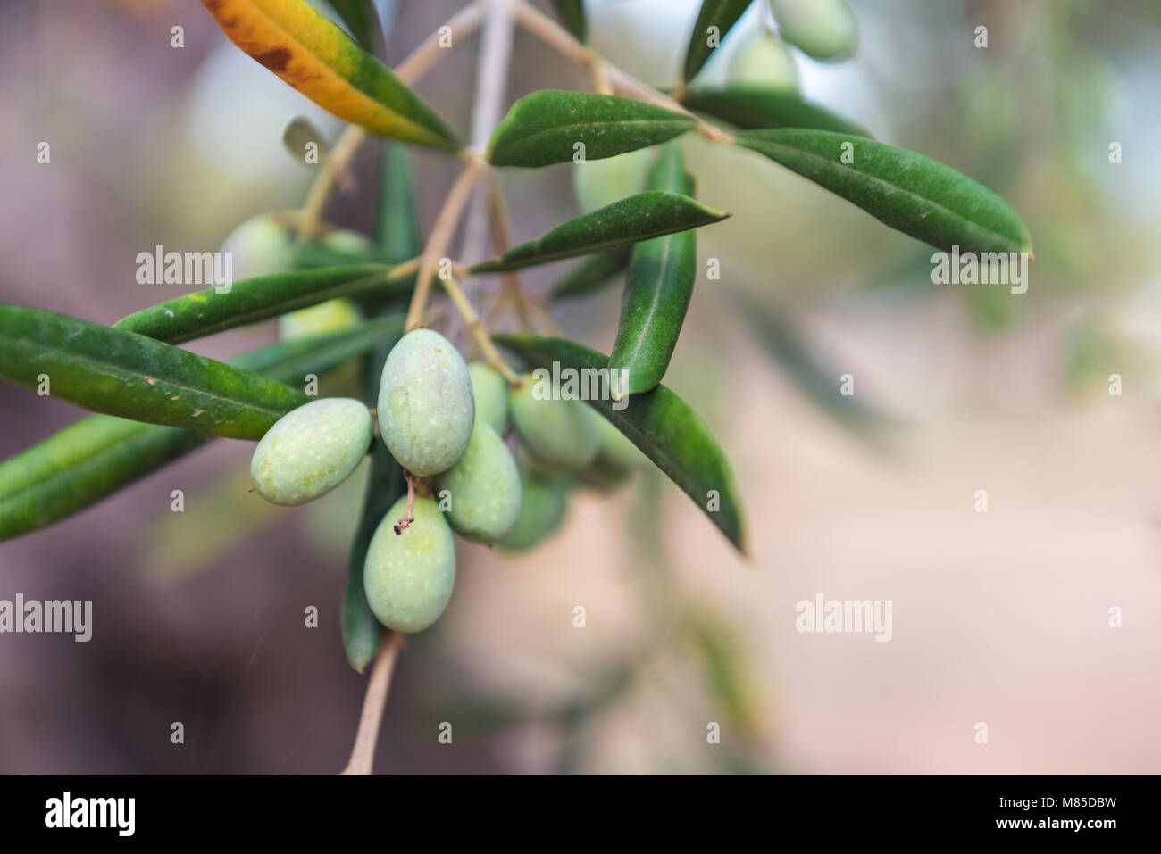 Grüne Oliven auf den Olivenbaum Stockfotografie - Alamy