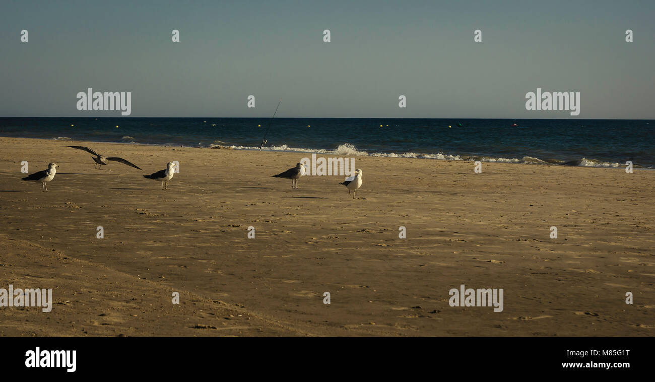 Sand fly -Fotos und -Bildmaterial in hoher Auflösung – Alamy