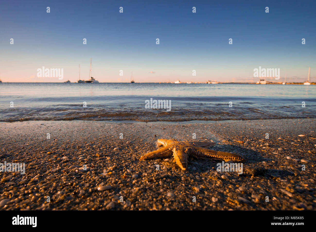 Tierwelt bei ebbe -Fotos und -Bildmaterial in hoher Auflösung – Alamy