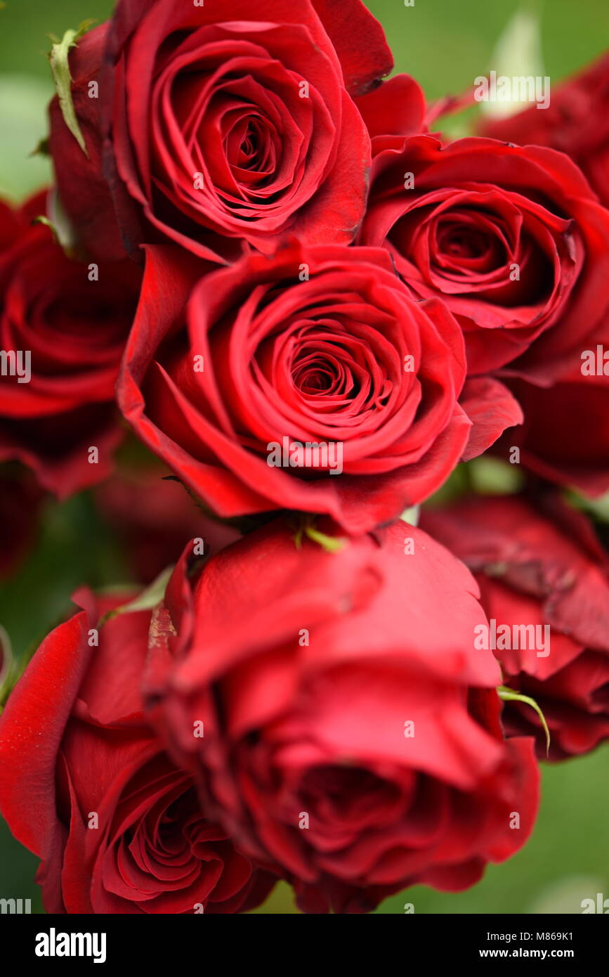 Nahaufnahme rosen detail -Fotos und -Bildmaterial in hoher Auflösung – Alamy