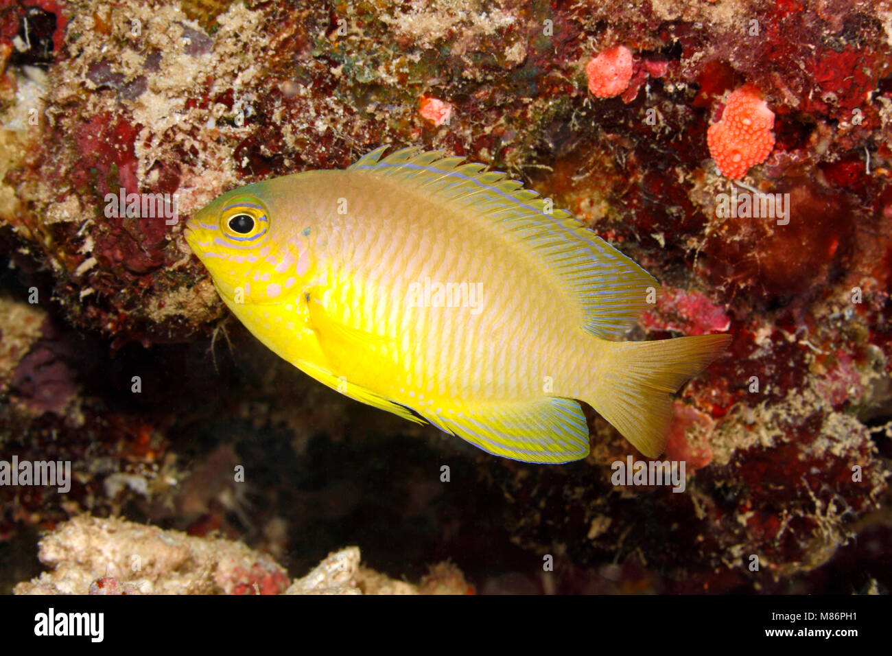 Pomacentrus amboinensis -Fotos und -Bildmaterial in hoher Auflösung – Alamy