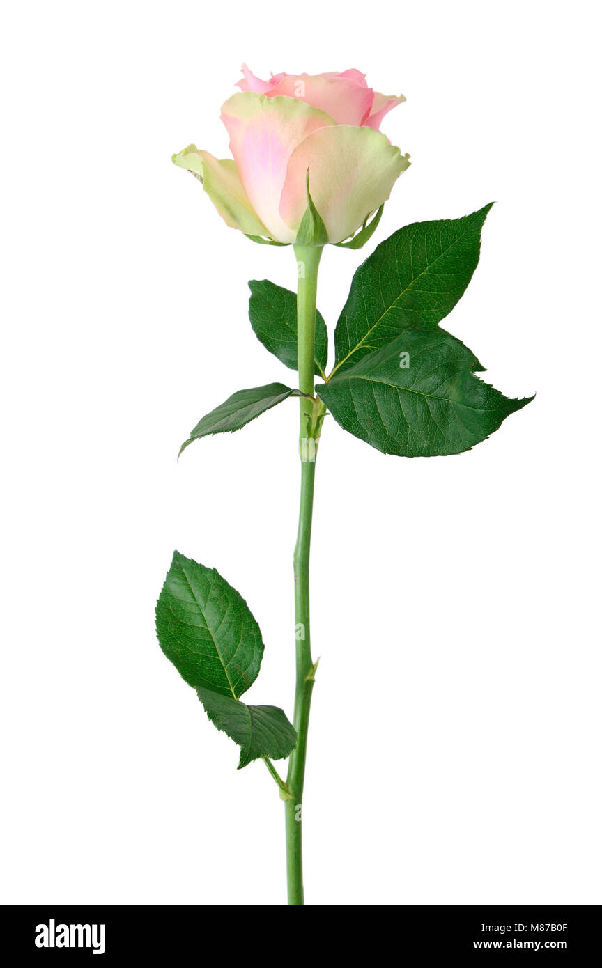 Einzelne blume auf stiel -Fotos und -Bildmaterial in hoher Auflösung ...