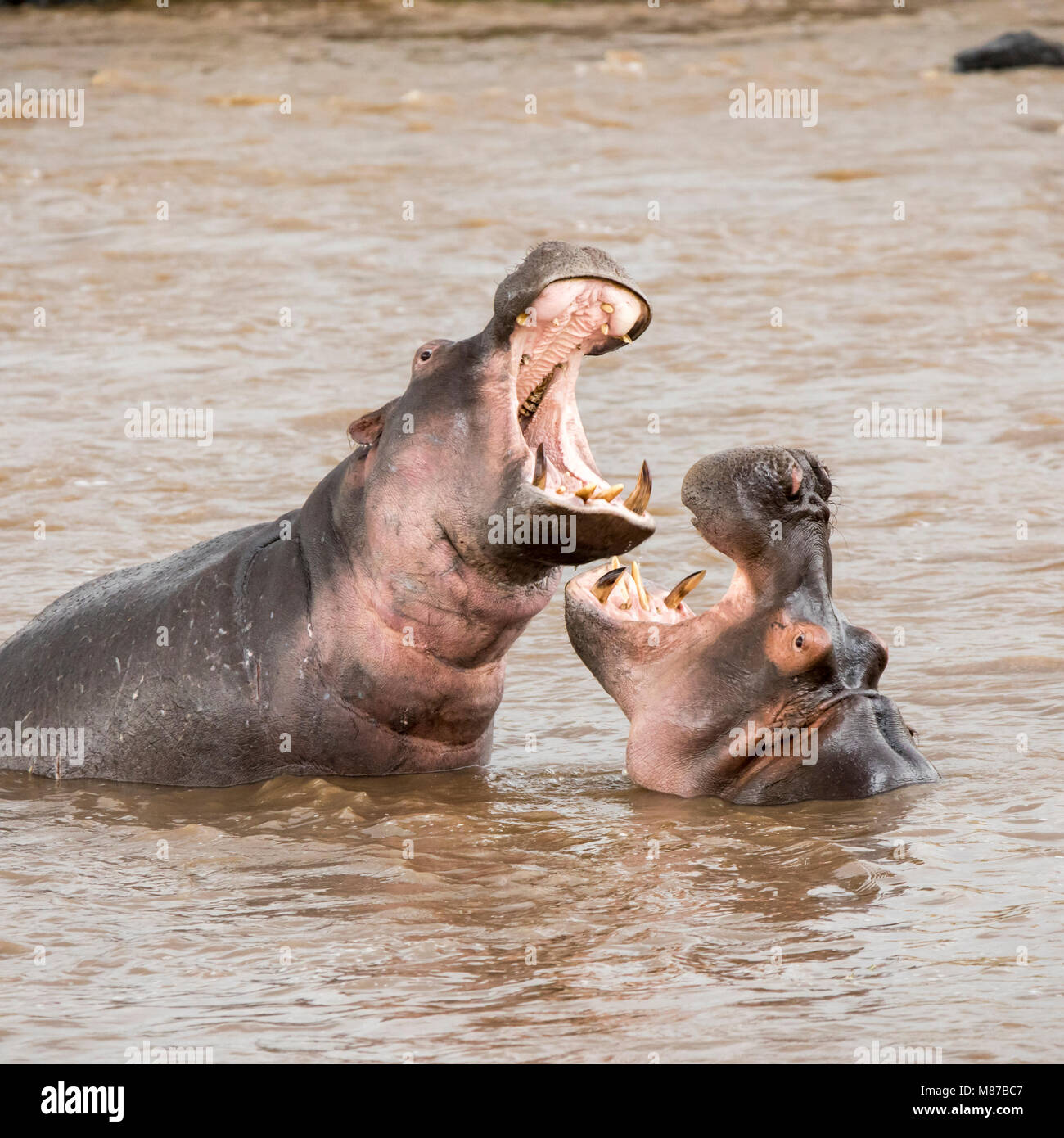 Hippo Aggression Stockfotos & Hippo Aggression Bilder - Alamy