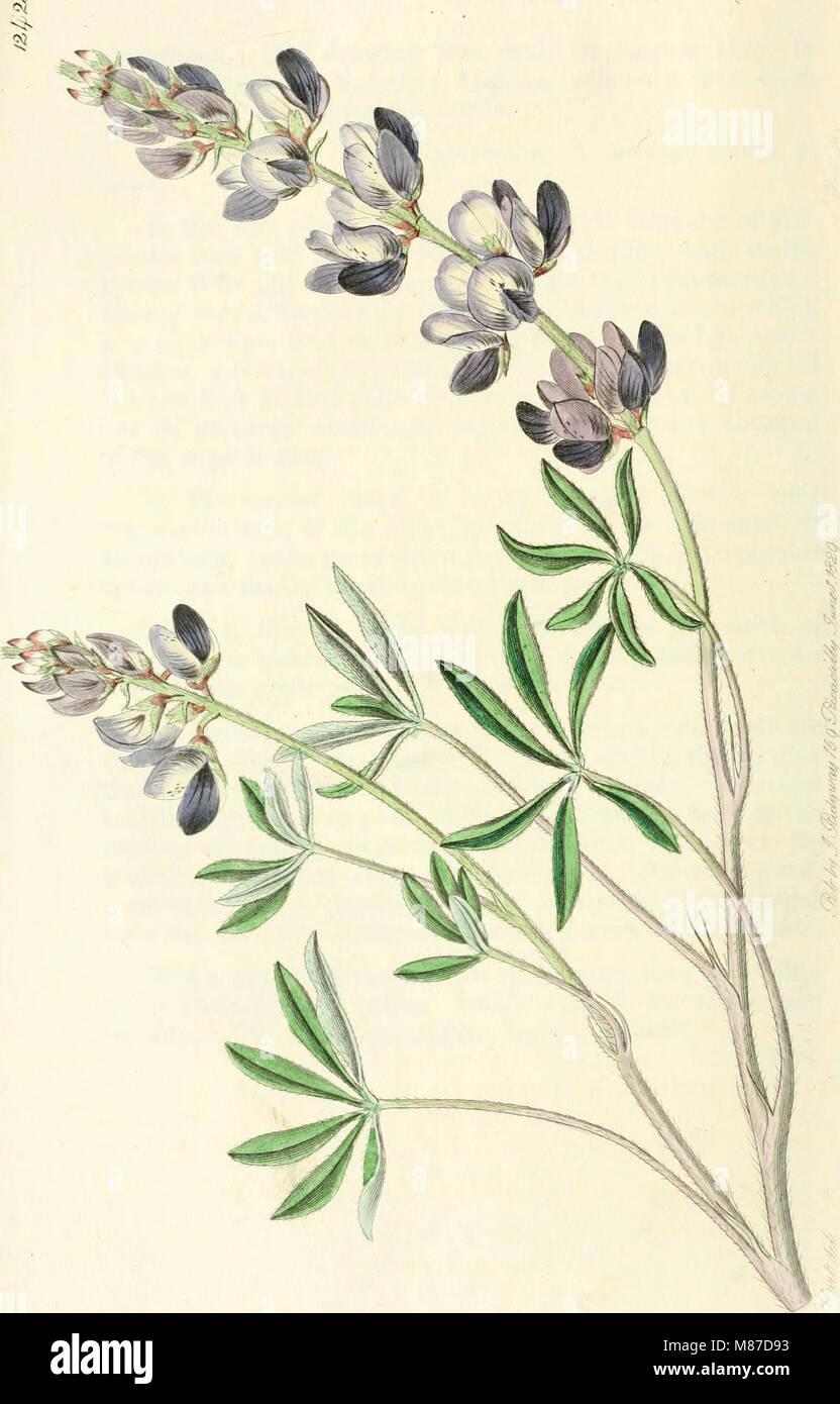 Edwards' Botanical Register (1829–1847) ist ein umfangreiches Werk, das ...