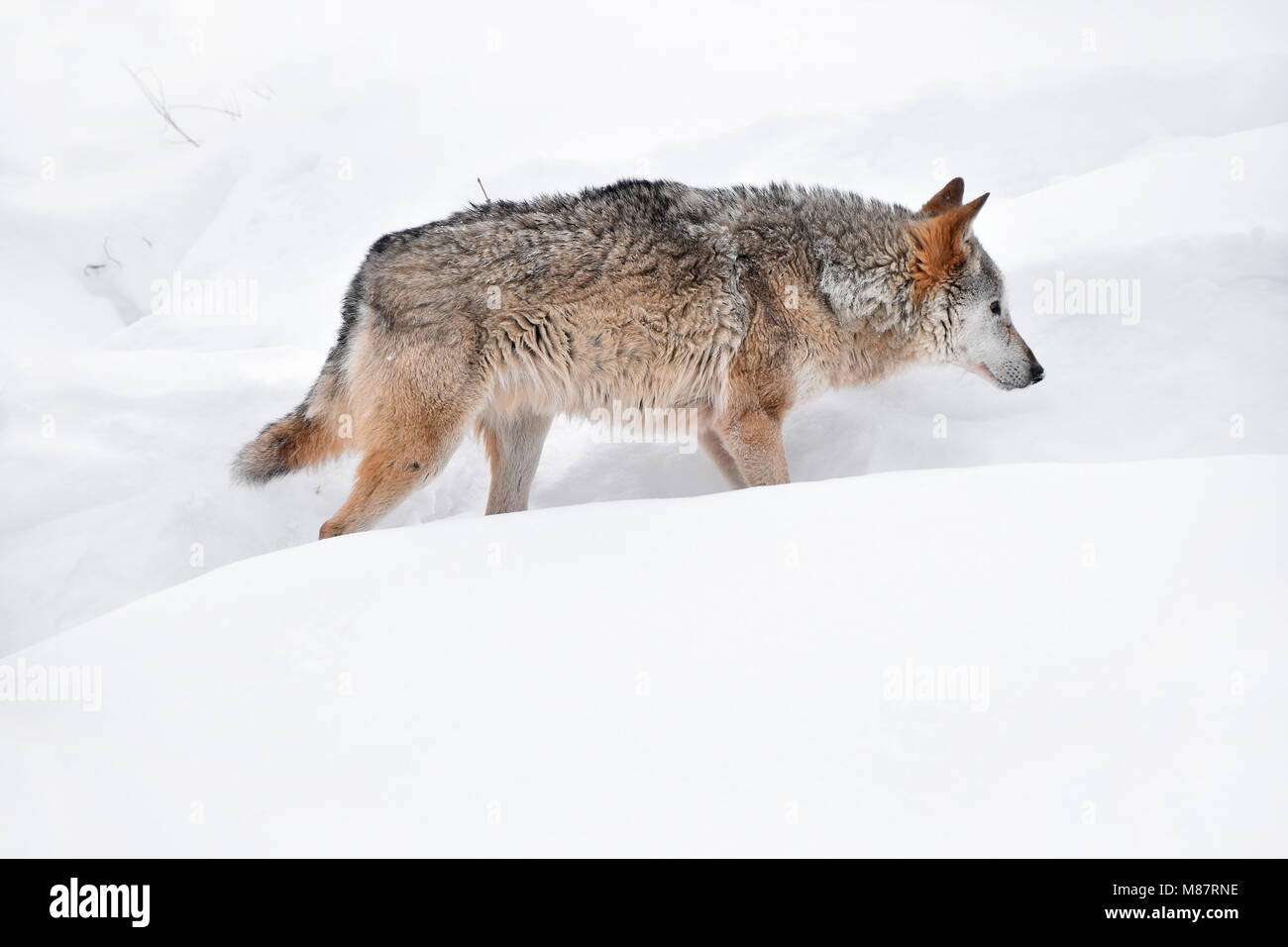 Tief gehen -Fotos und -Bildmaterial in hoher Auflösung – Alamy