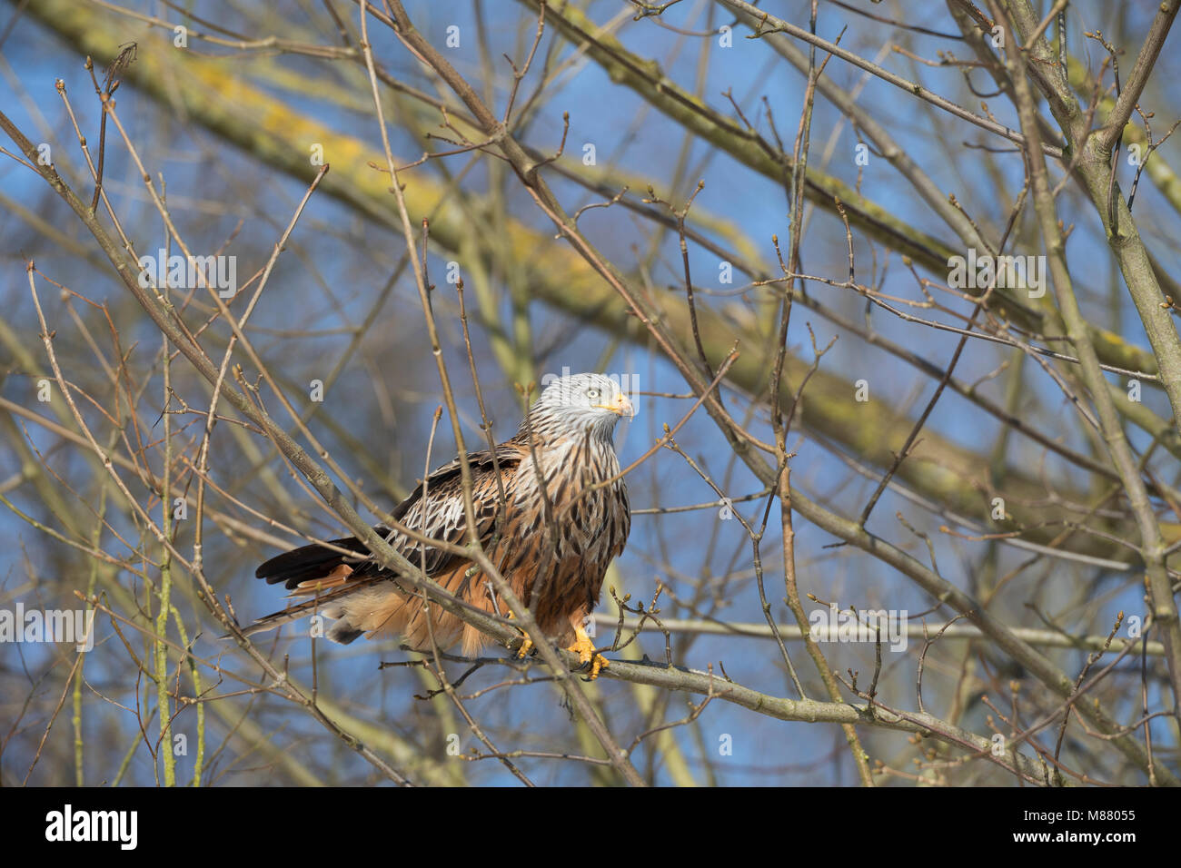 Royal birds -Fotos und -Bildmaterial in hoher Auflösung – Alamy
