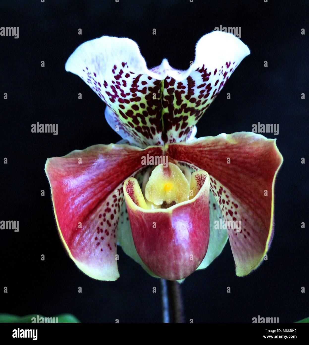 Paph paphiopedilum orchid -Fotos und -Bildmaterial in hoher Auflösung ...