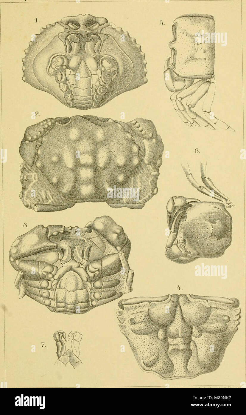 Die Klassen und Ordnungen der Arthropoden - wissenschaftlich ...