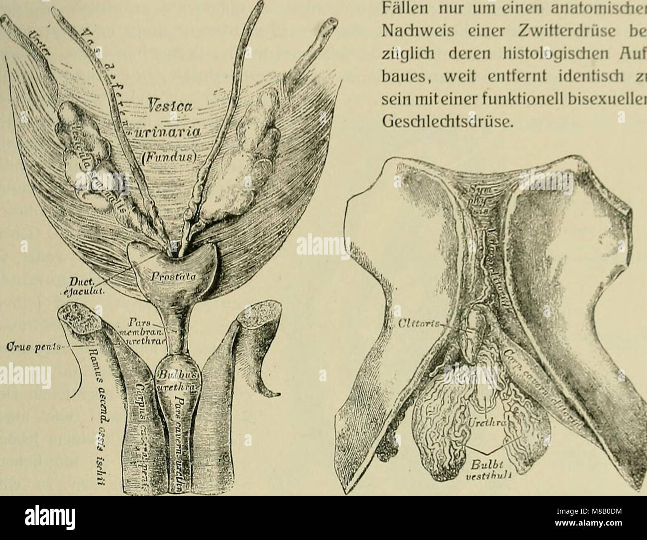 Hermaphroditismus Beim Menschen 1908 14597140957 Stockfotografie Alamy