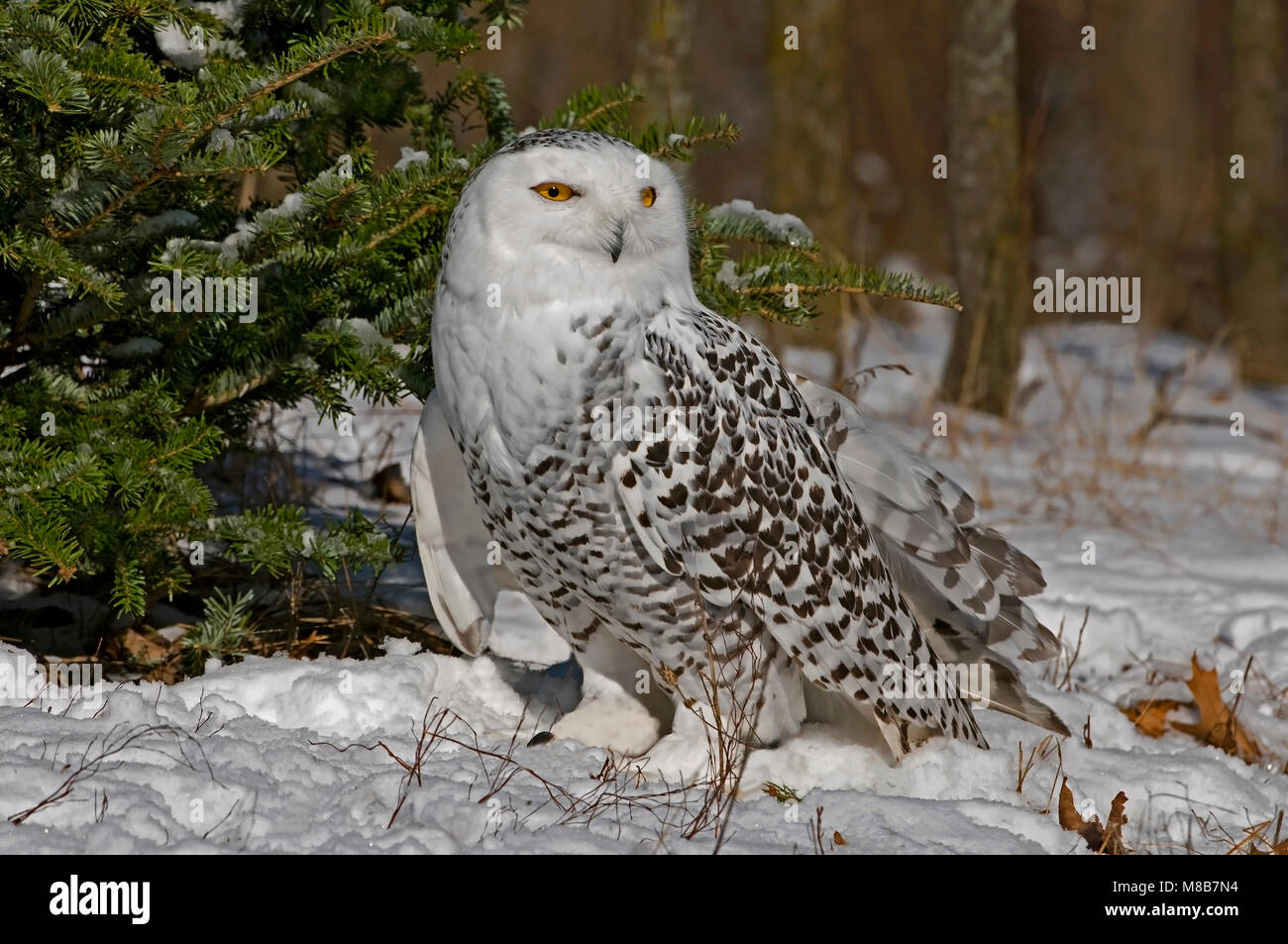 Schnee-eule (Bubo scandiacus), Winter, Nordamerika, durch Überspringen ...