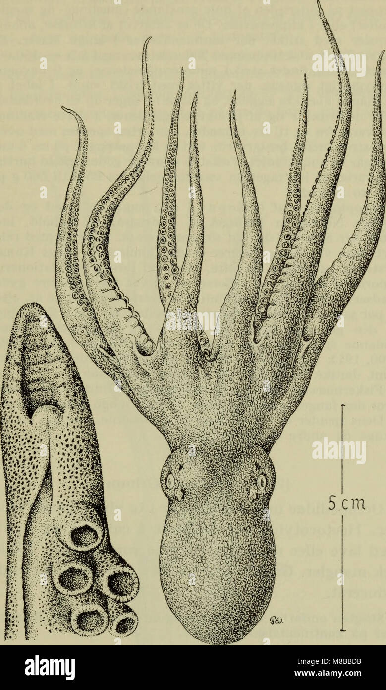 Ein illustriertes Handbuch aus dem Jahr 1907, das die Fauna Dänemarks ...
