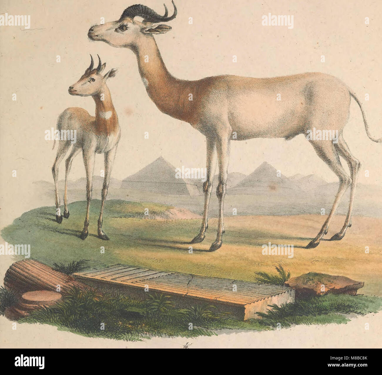 Darstellung neuer oder wenig bekannter Säugethiere in Abbildungen und ...