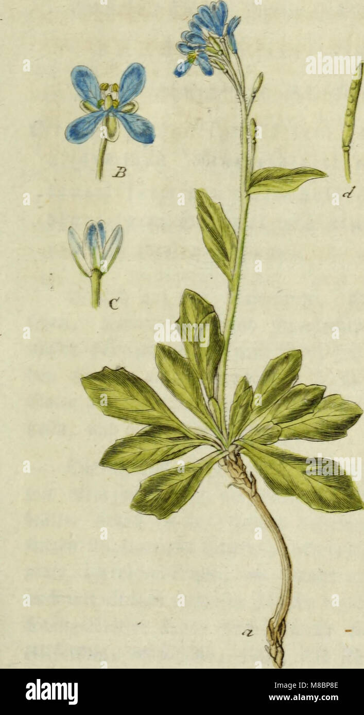 Das 1806 veröffentlichte Werk „Deutschlands Flora in Abbildungen nach ...