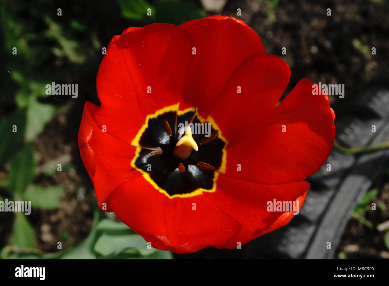 Mohn. Roter Mohn Blumen. Mohn im Garten. Mohn im Frühjahr und Sommer ...
