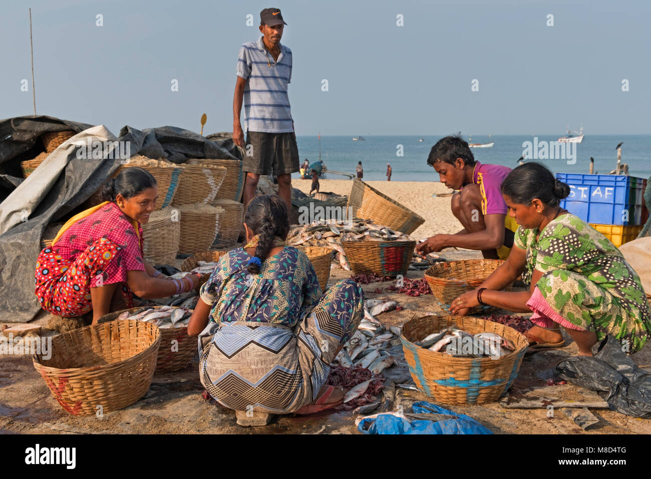 Fische sortieren fischerei -Fotos und -Bildmaterial in hoher Auflösung ...