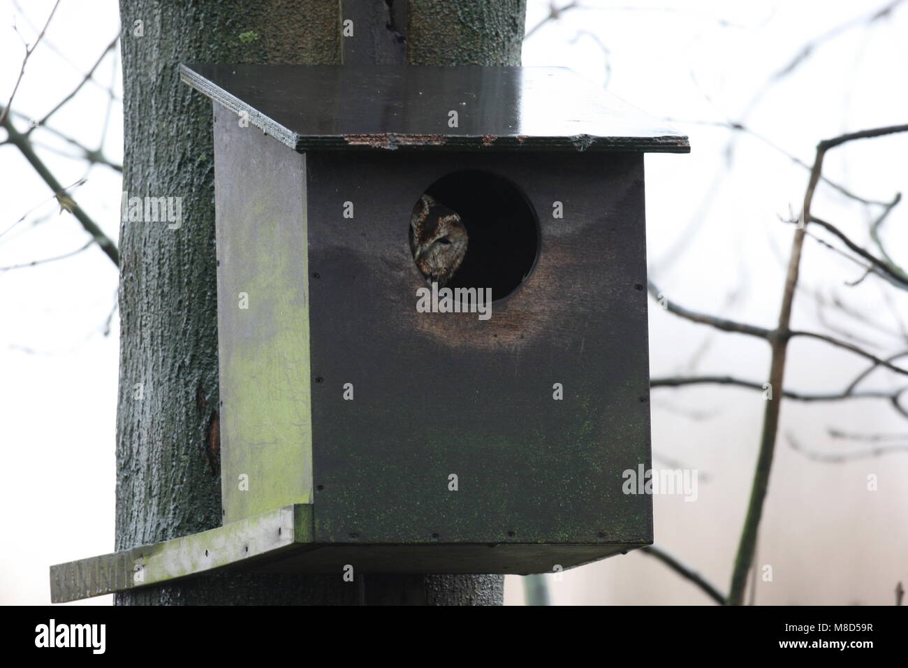 Eule im nestkasten -Fotos und -Bildmaterial in hoher Auflösung – Alamy