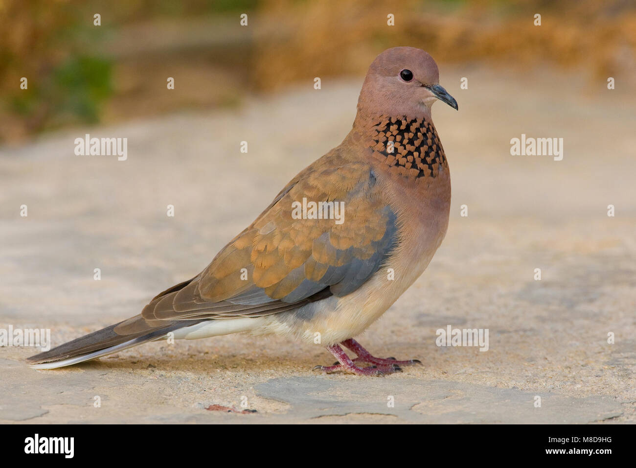 Lachende taube streptopelia senegalensis -Fotos und -Bildmaterial in ...