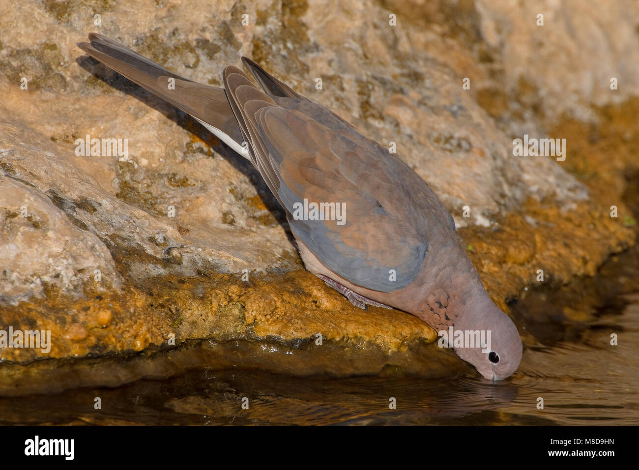 Drinkende Lachduif; Trinken lachende Taube Stockfotografie - Alamy