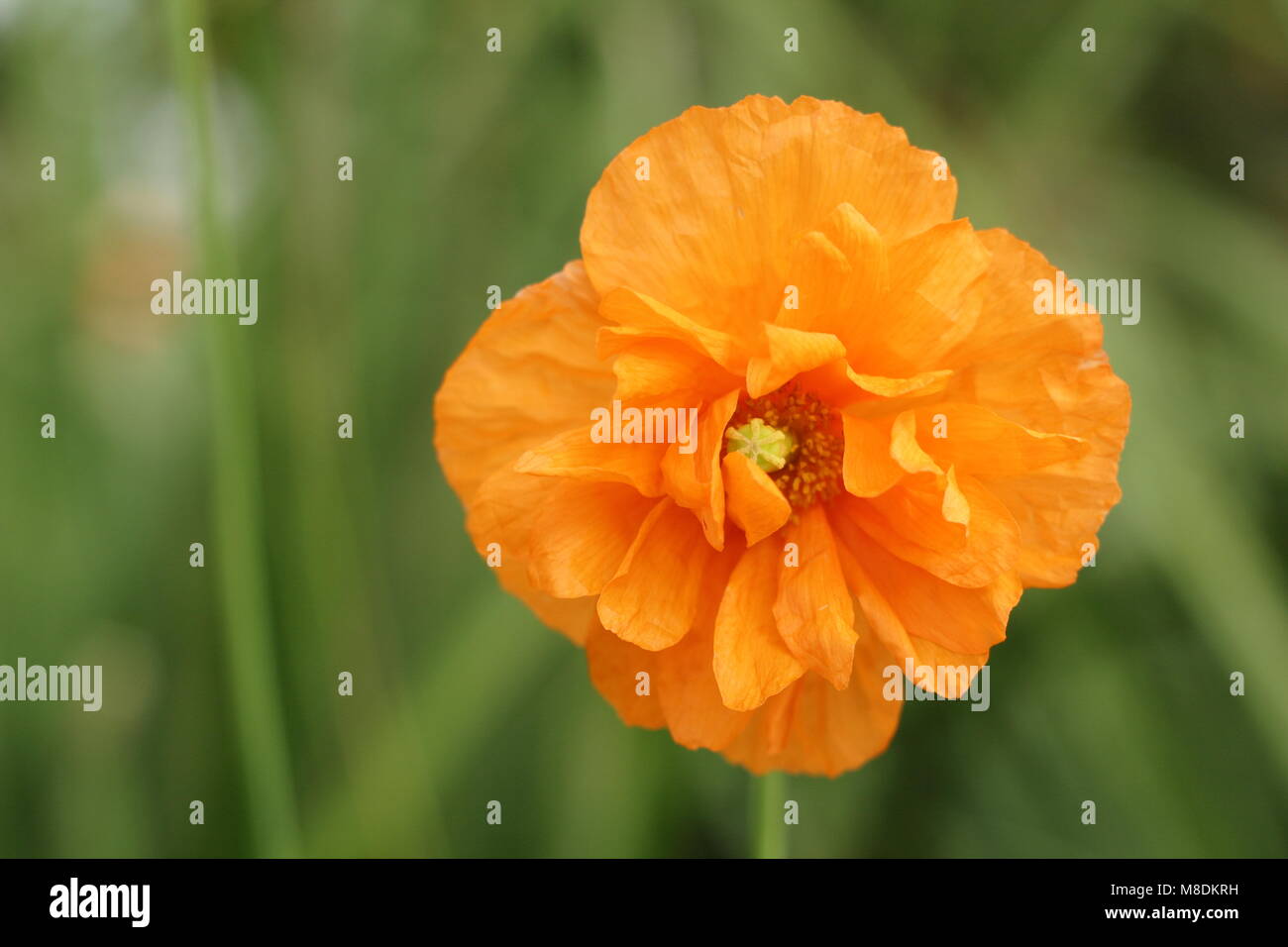 Papaver rupifragum 'Orange Feathers" Spanischer Mohn in Blume in einer ...