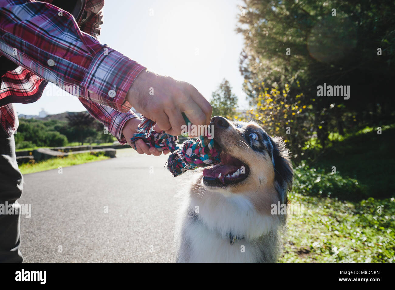 Eine person mit hund im park -Fotos und -Bildmaterial in hoher ...