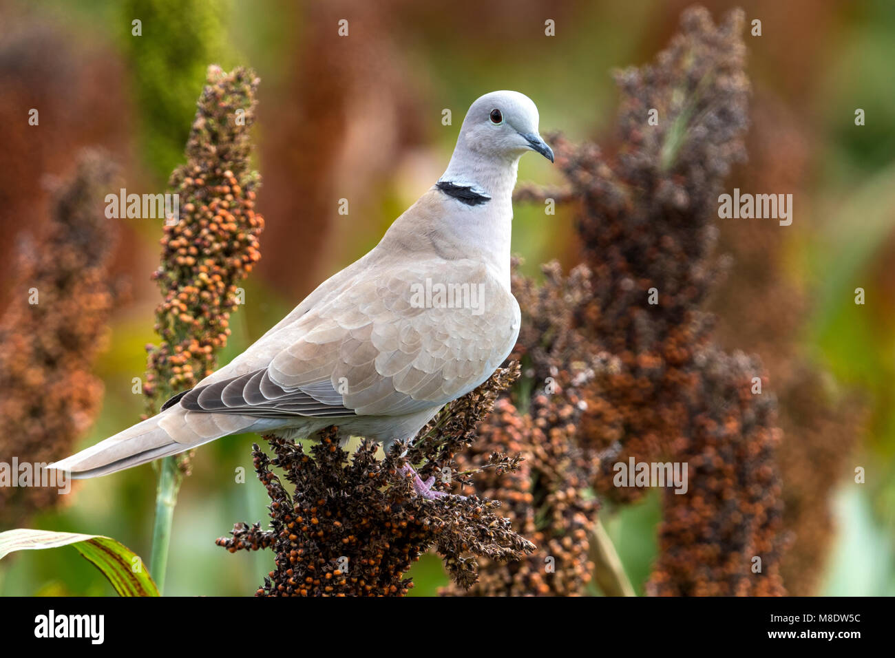 Turkse tortel -Fotos und -Bildmaterial in hoher Auflösung – Alamy
